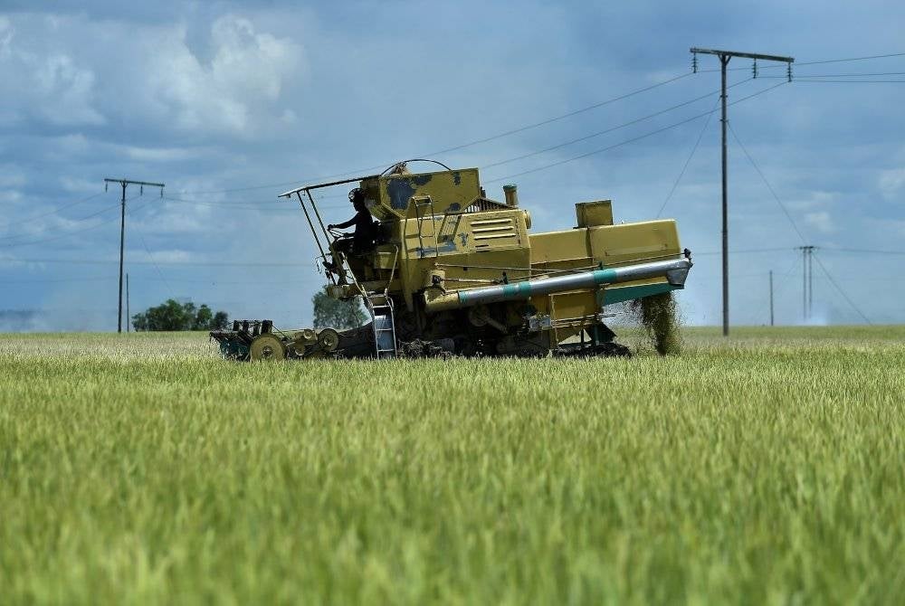 Pencapaian program penanaman padi tidak memuaskan - LKAN - Sinar Harian