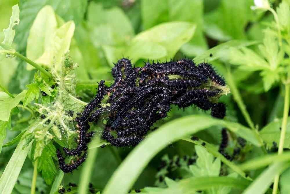 Waspada ancaman ulat bulu hitam - Sinar Harian