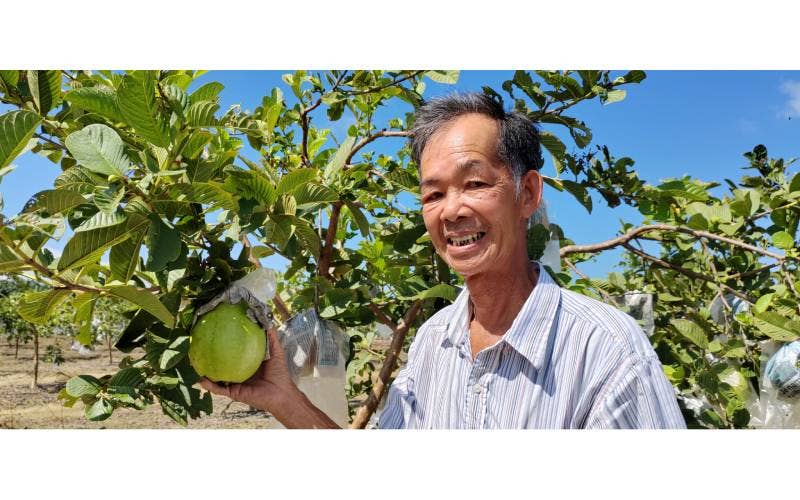 Muallim jadi pusat tanaman jambu batu - Sinar Harian