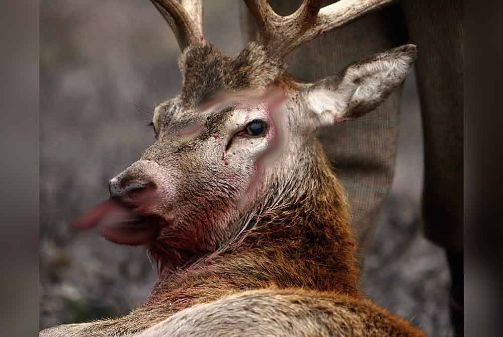 Penyakit 'rusa zombi' merebak di Amerika Syarikat - Sinar Harian
