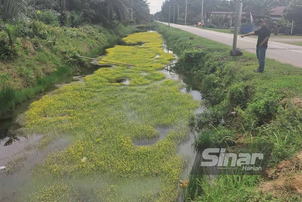 [VIDEO] Penduduk gempar fenomena rumpai berbunga dalam parit - Sinar Harian