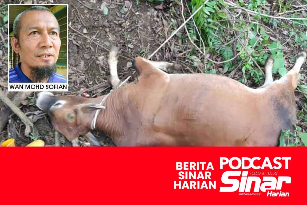 Pencuri pulang lembu hitam sebagai ganti I 15 JANUARI 2024 - Sinar Harian