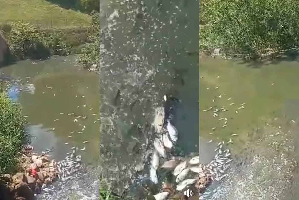Ribuan ikan mati dalam tasik akibat pencemaran loji kumbahan - JAS ...