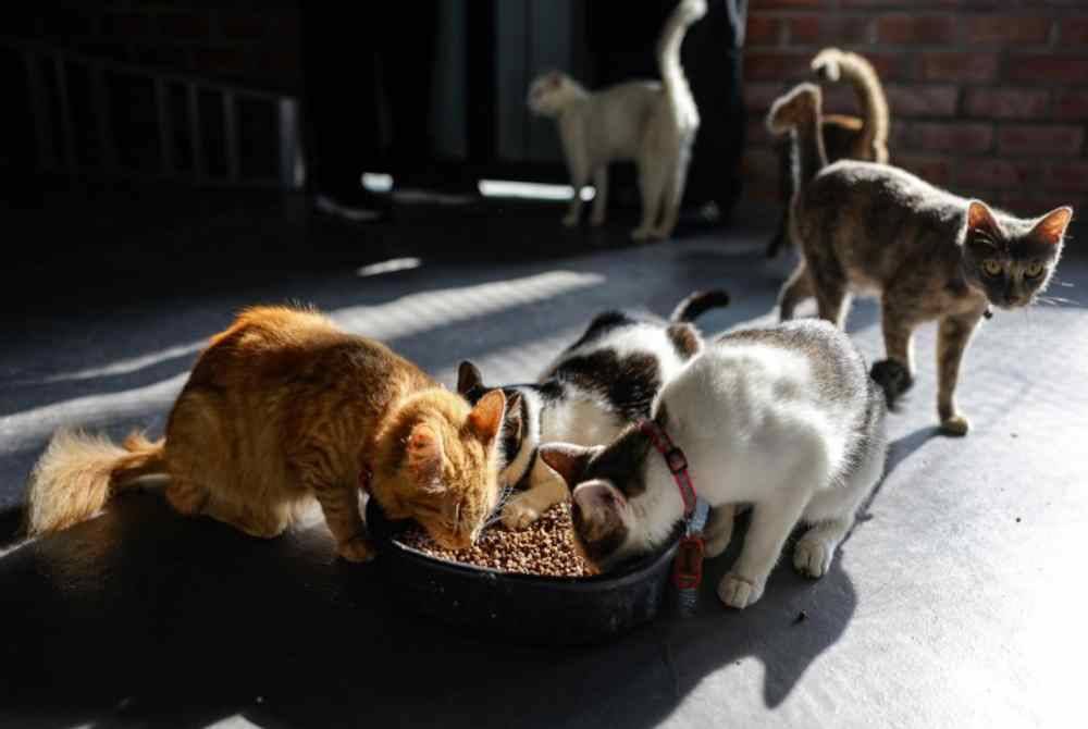 Taman Kucing Cyberjaya - Sinar Harian