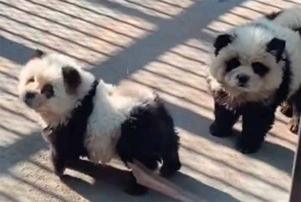 'Anjing panda' muncul di zoo China? - Sinar Harian