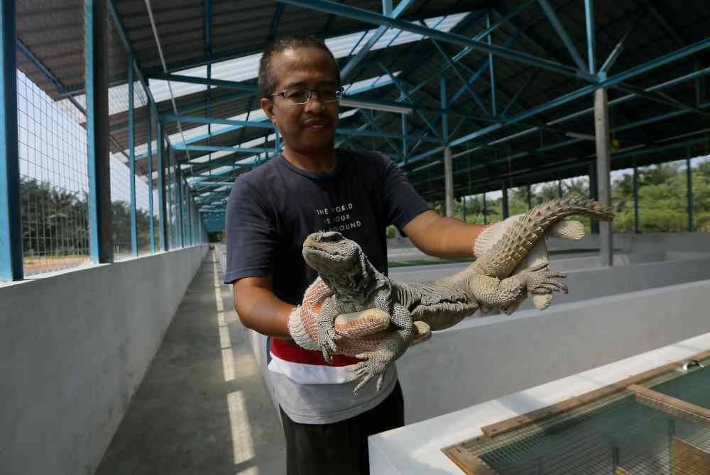Bekas guru agama buka ladang dhab pertama di Malaysia - Sinar Harian