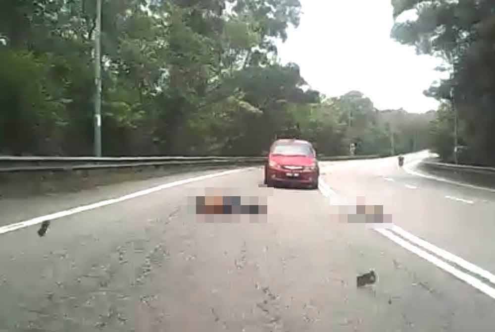 Dahan pokok reput hempap empat beranak bermotosikal - Sinar Harian