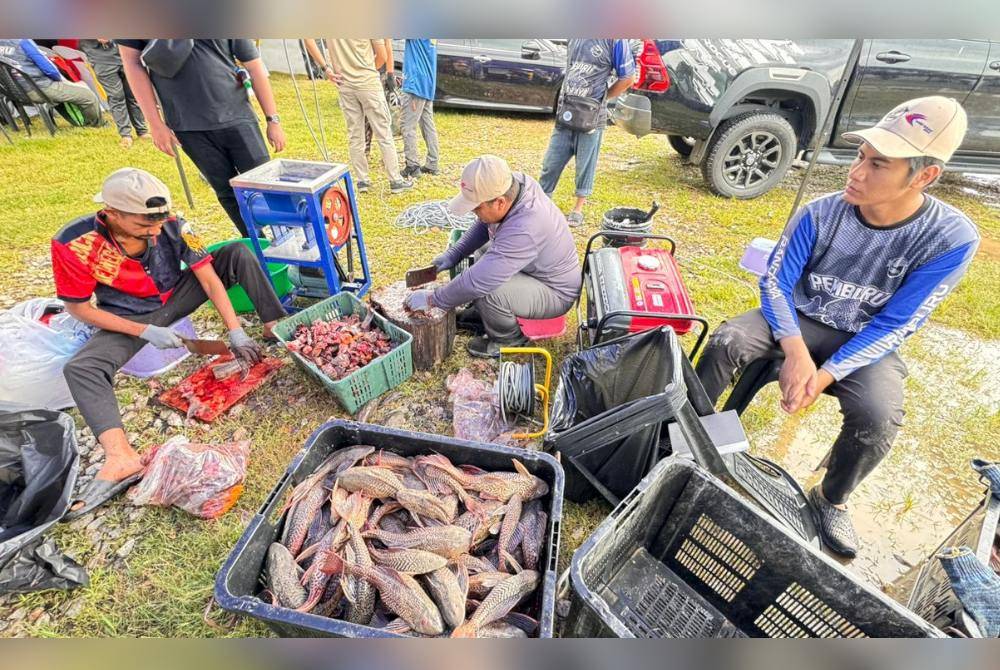 'Beribu ikan bandaraya ditangkap dalam masa 3 jam' - Sinar Harian