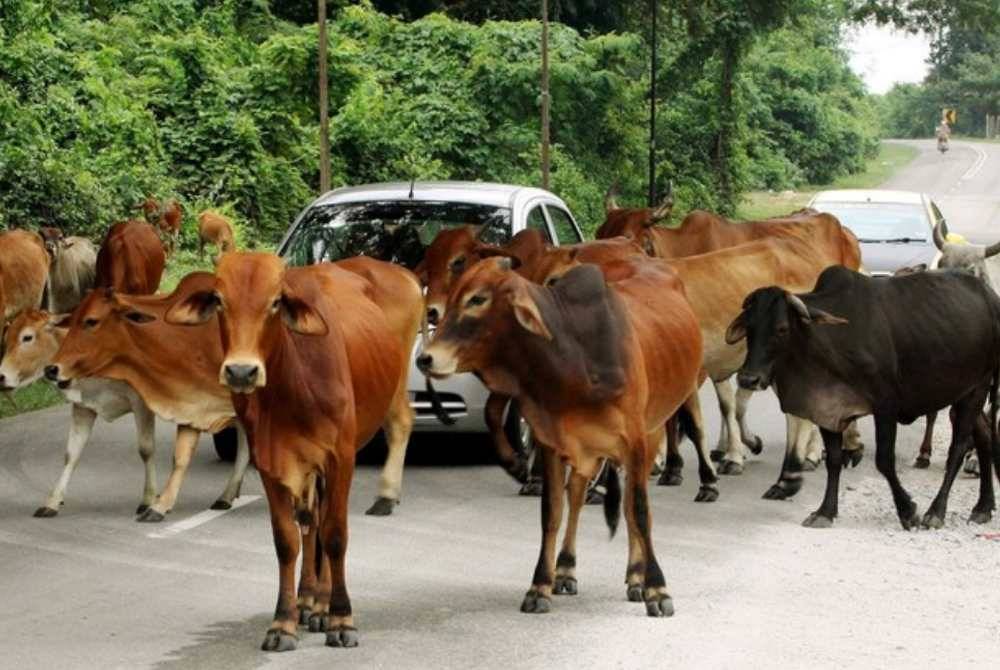 Ternakan lembu, kerbau di Selangor ditanda mudahkan kesan pemilik ...