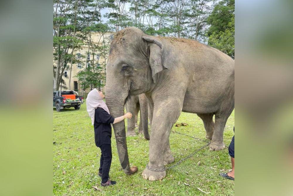 Nik Aidil Marina tidak kekok urus gajah - Sinar Harian