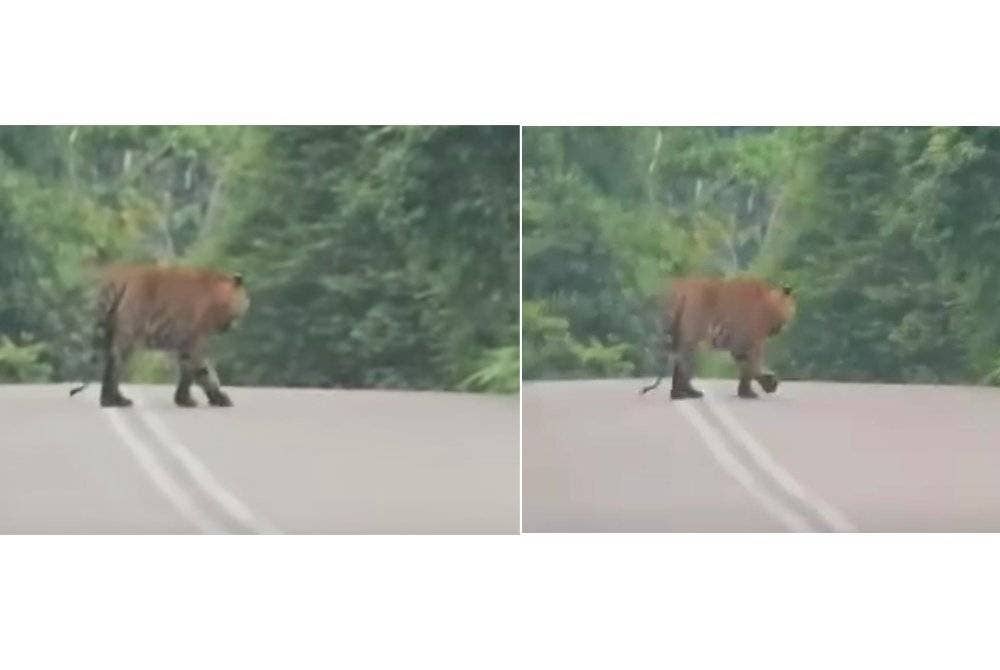 Pak belang muncul di jalan Jelawang-Gua Musang - Sinar Harian