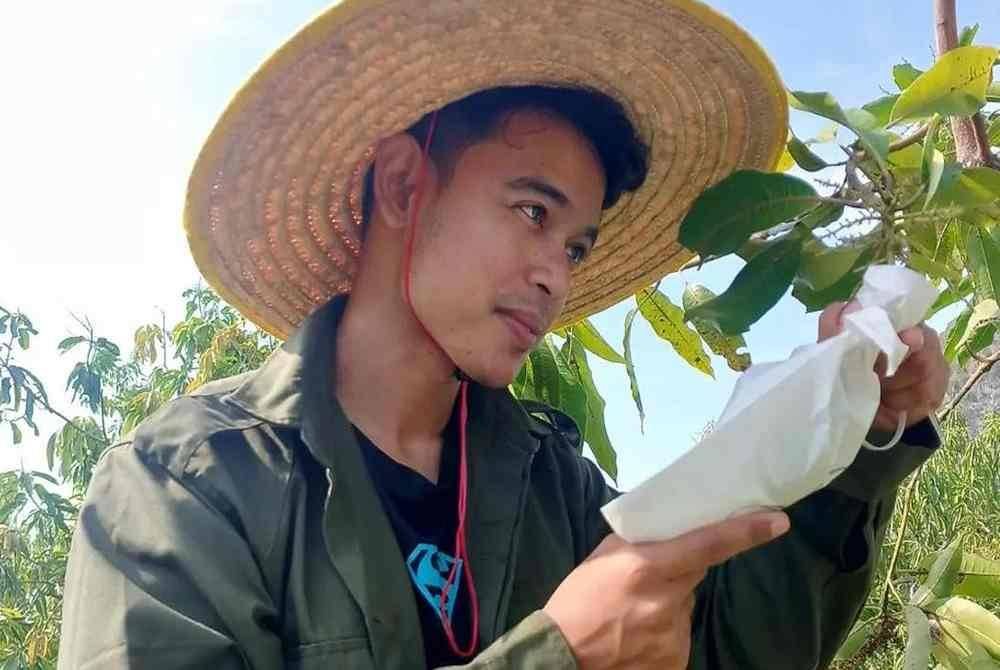 Muhammad Adib giat promosi 'maneh melecaih' harumanis - Sinar Harian