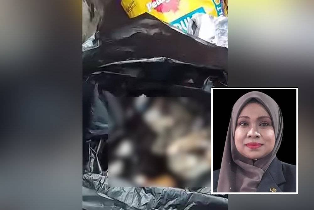 10 bangkai kucing dibuang oleh SPCA - JPV - Sinar Harian