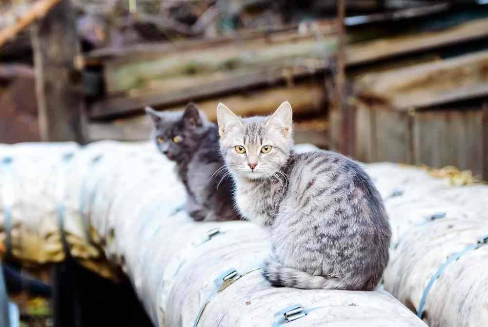 Kucing dan kehidupan orang Jepun - Sinar Harian