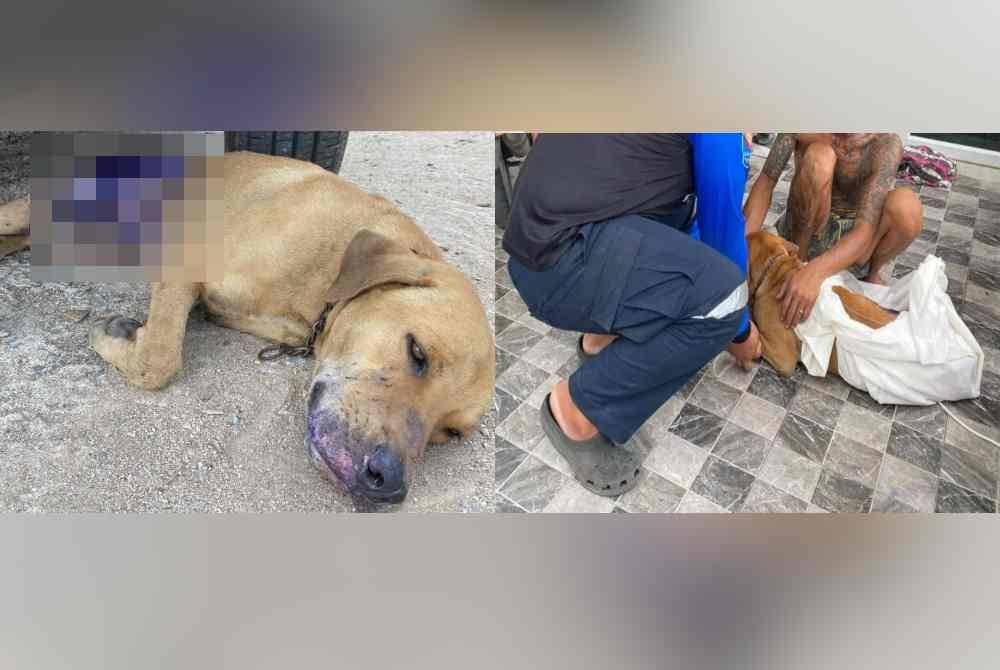 Lelaki bertengkar dengan isteri, anjing jadi mangsa simbahan asid ...