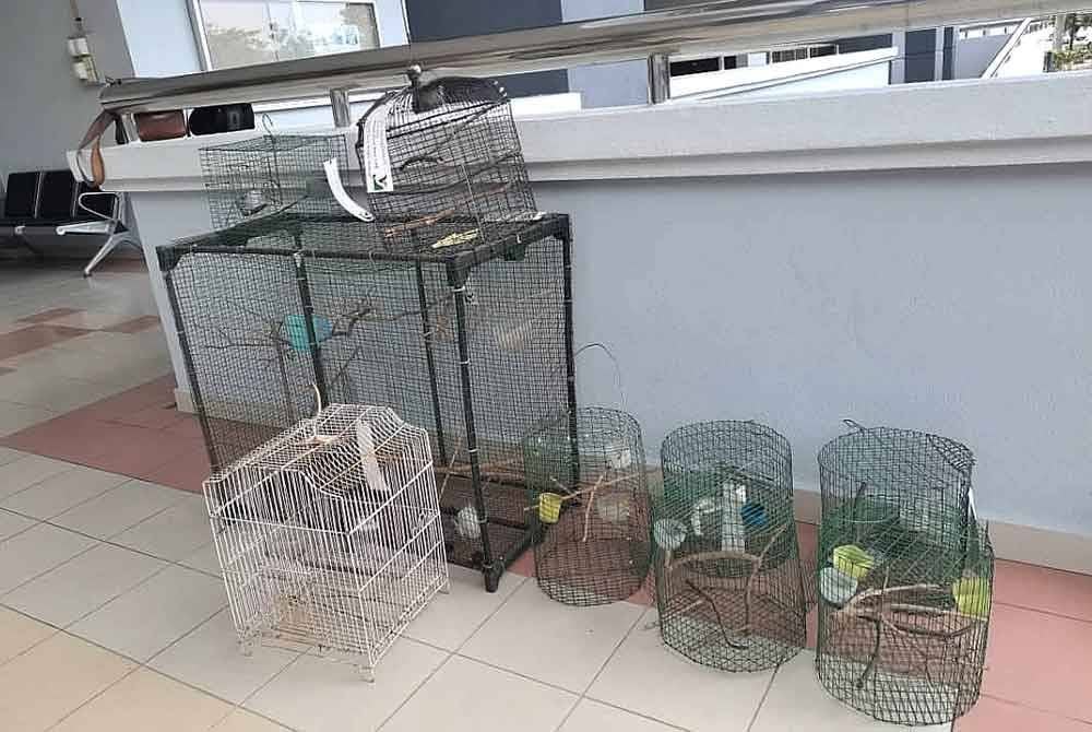 Didenda RM6,000 simpan 9 ekor burung bayan serindit - Sinar Harian
