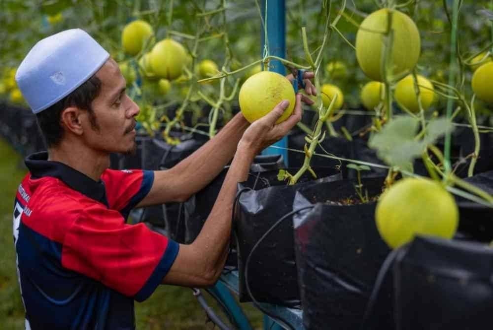 Tanaman Golden Melon Sweet Sea - Sinar Harian
