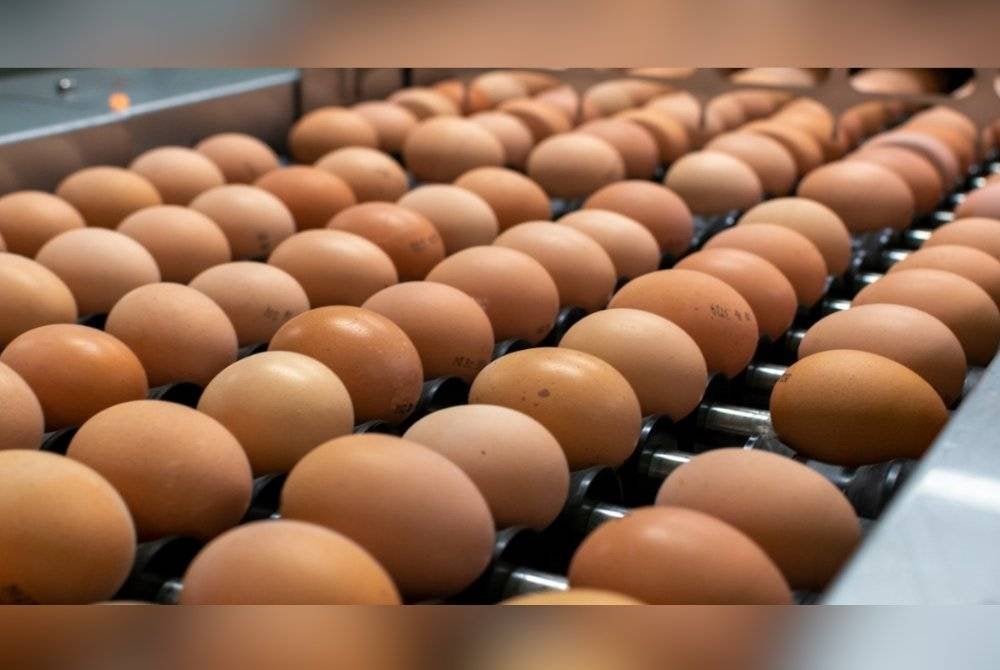 Jangan jadikan penamatan subsidi telur 'lesen' naikkan harga makanan ...