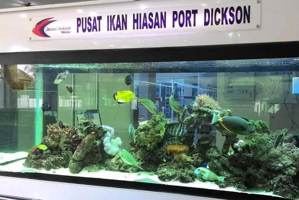 Kutipan fi bantu Pusat Ikan Hiasan rancak pemeliharaan hidupan laut ...