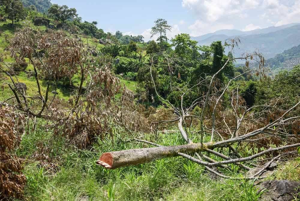 UPNP cadang guna imejan satelit pantau pencerobohan tanah Raub - Sinar ...