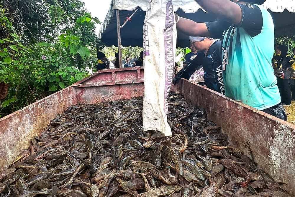 Sungai Kayu Ara dipenuhi ikan bandaraya, lebih 2 tan ditangkap dalam 2 ...
