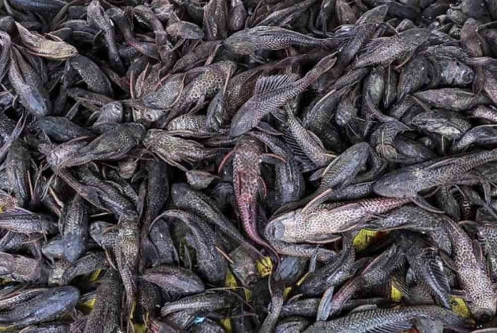Ikan bandaraya, keli Afrika ancam ekosistem perairan Sarawak - Sinar Harian