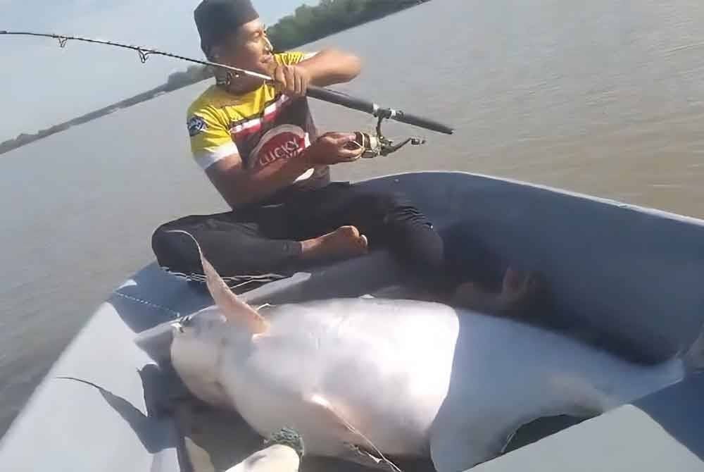 Berjaya naikkan patin chaophraya 54kg - Sinar Harian