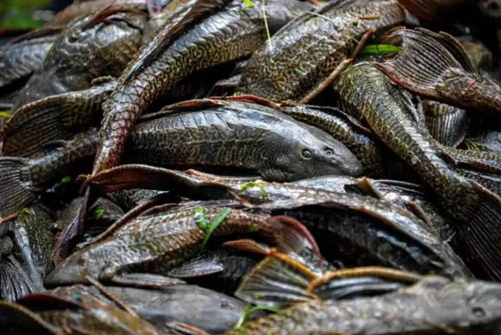 Ikan asing: Selamatkan segera ekosistem air tawar negara - Sinar Harian