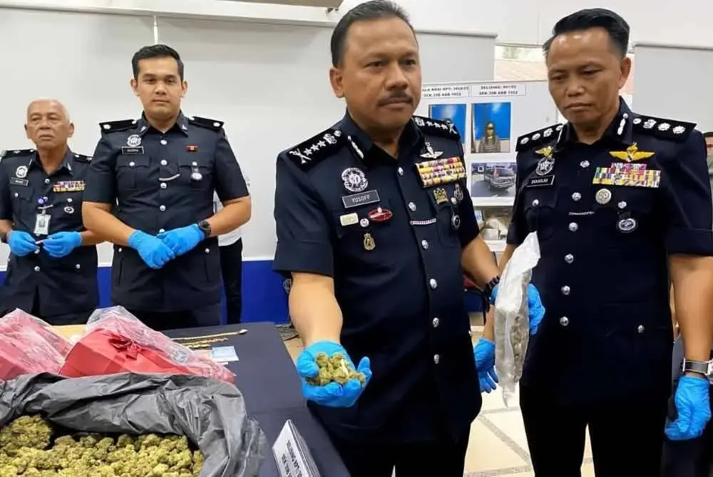 Permintaan bunga ganja meningkat, cecah RM35,000 sekilogram - Sinar Harian