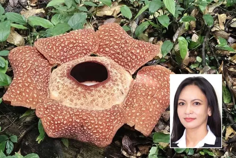 Hanya mekar tujuh hari: Rafflesia perlu kita lindungi, bukan hanya ...