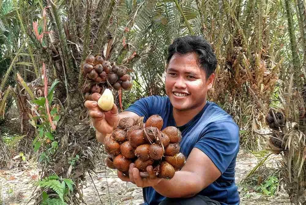 Anak Felda pulihkan kebun salak madu, jana hasil lumayan - Sinar Harian