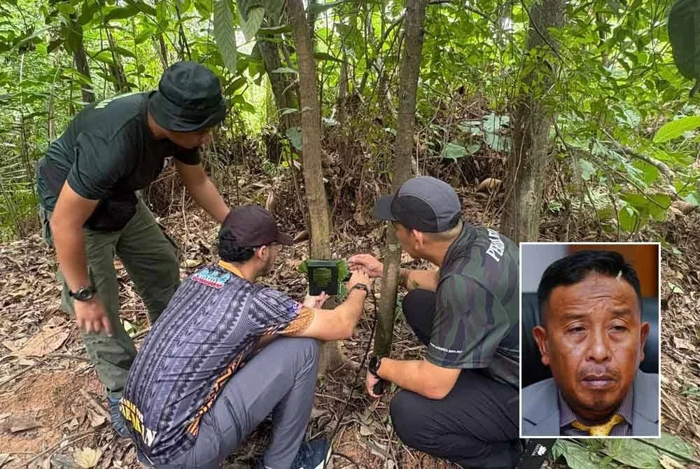 Tiga kamera dipasang, Perhilitan siasat kehadiran harimau di Sri Baiduri