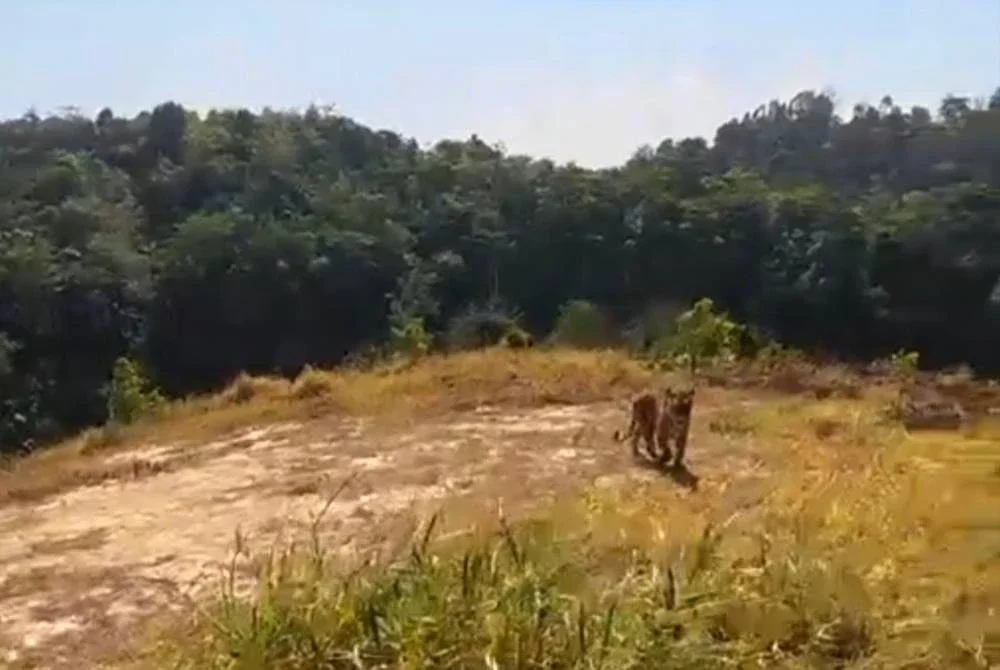 Video anggota UKHM cemas terserempak pak belang tular - Sinar Harian
