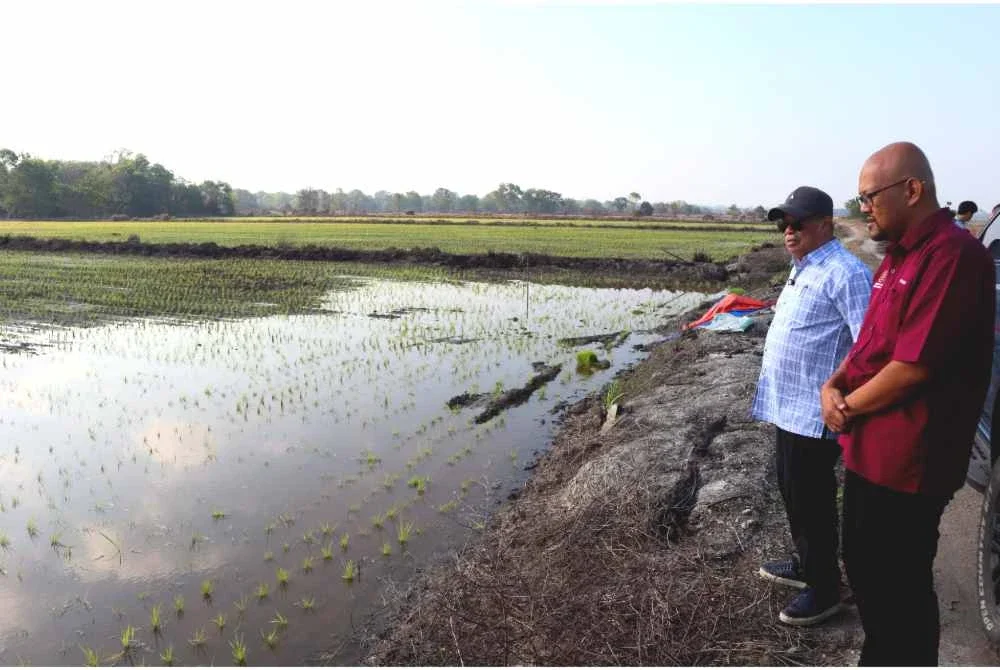 Negara hilang lebih 20,000 hektar kawasan sawah padi - Mohamad Sabu ...